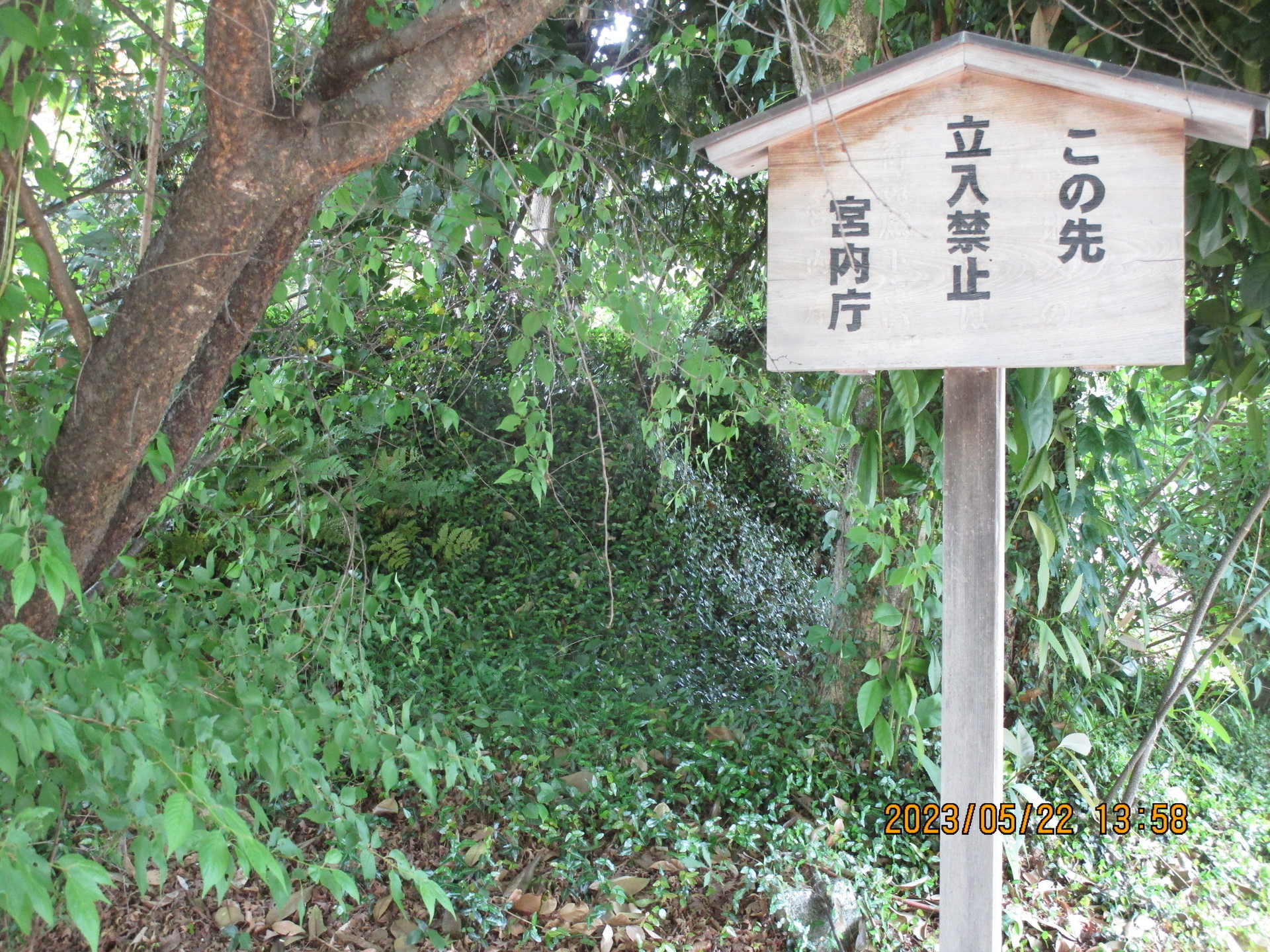 定家葛（ テイカカズラ ）の 伝説: めぐりゆく季節 と 2度の 心臓手術体験記