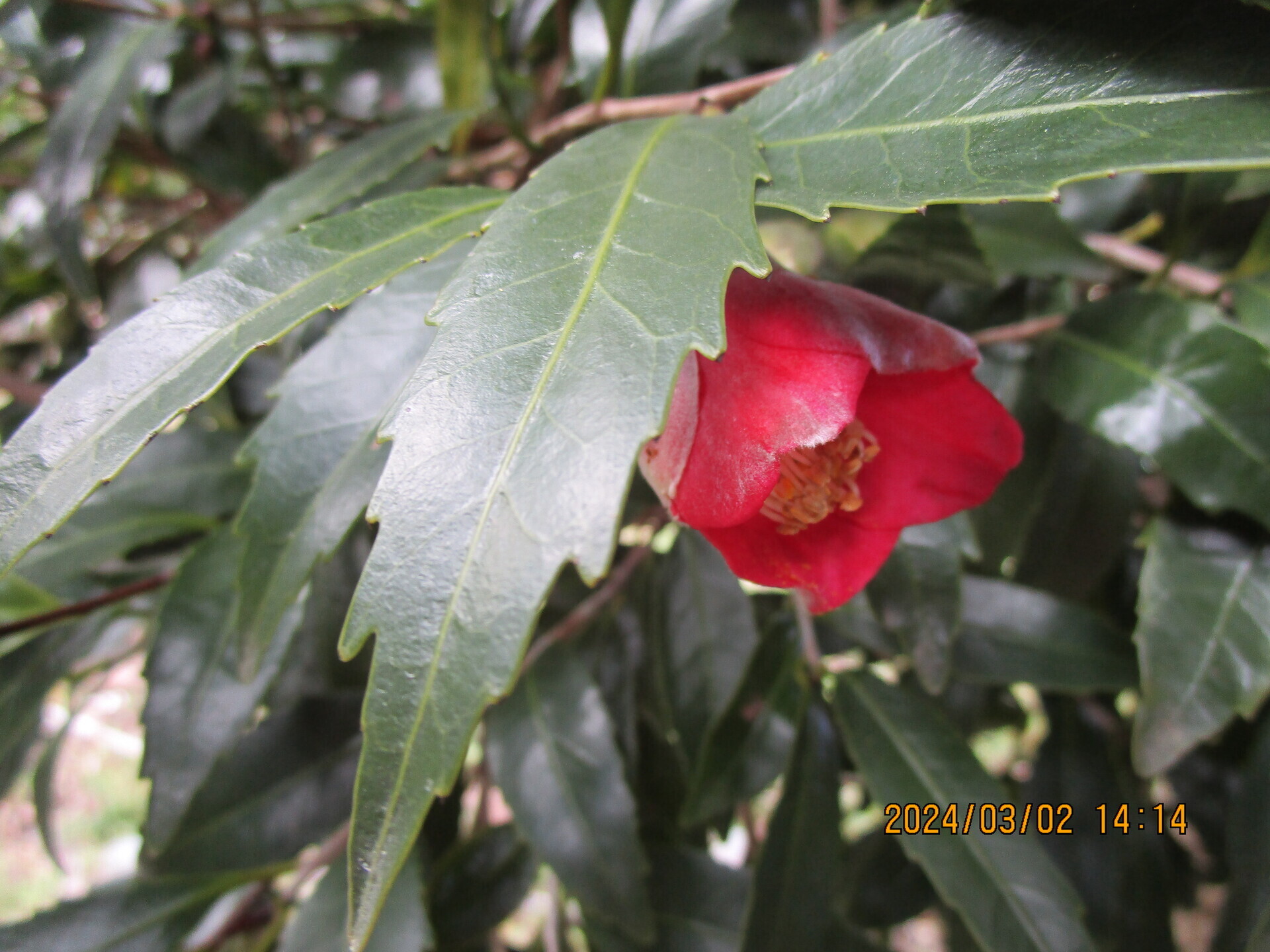 早春の 花咲く 宇治の 恵心院: めぐりゆく季節 と 2度の 心臓手術体験記