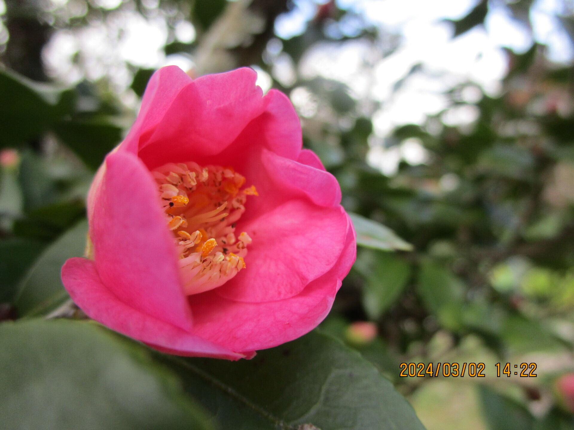 早春の 花咲く 宇治の 恵心院: めぐりゆく季節 と 2度の 心臓手術体験記