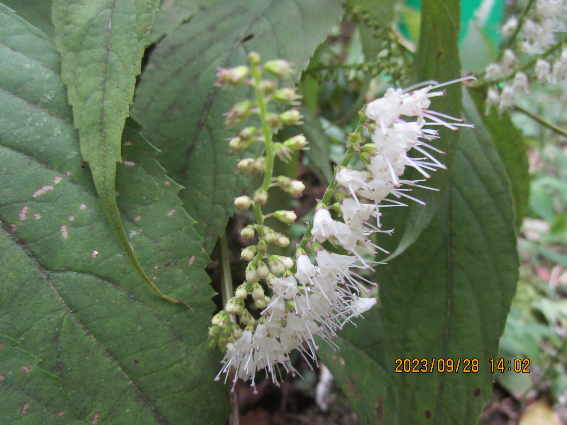 シモバシラの花 ～ 9月末の 京都府立植物園: めぐりゆく季節 と 2度の 心臓手術体験記