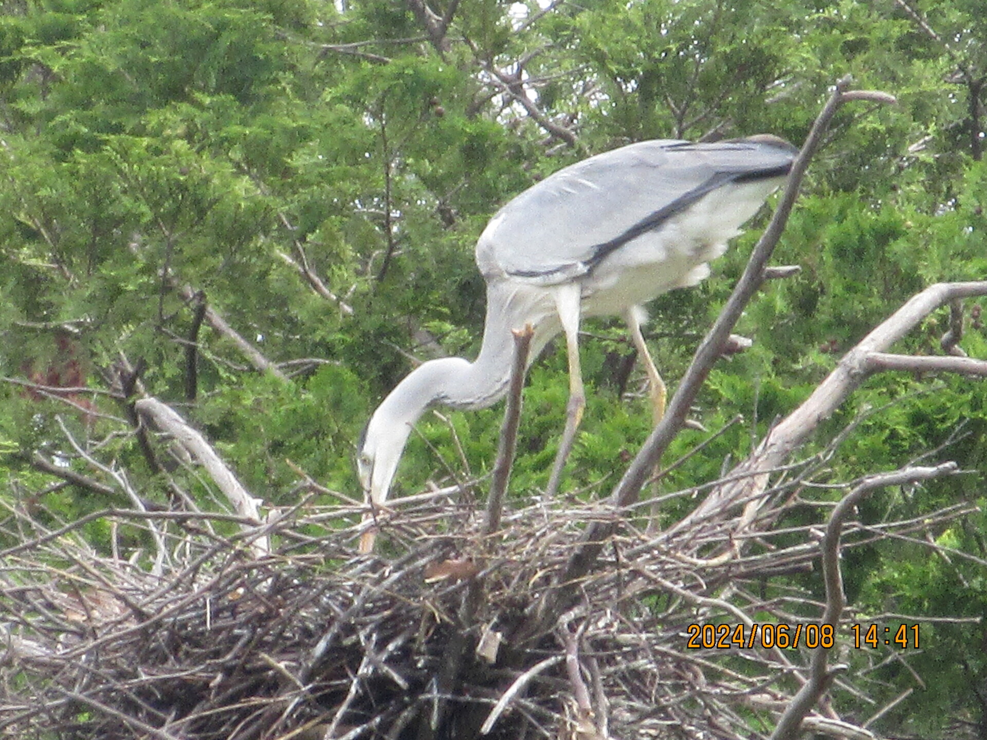 5月6月 ～ 植物と 生き物たちの 備忘録: めぐりゆく季節 と 2度の 心臓手術体験記