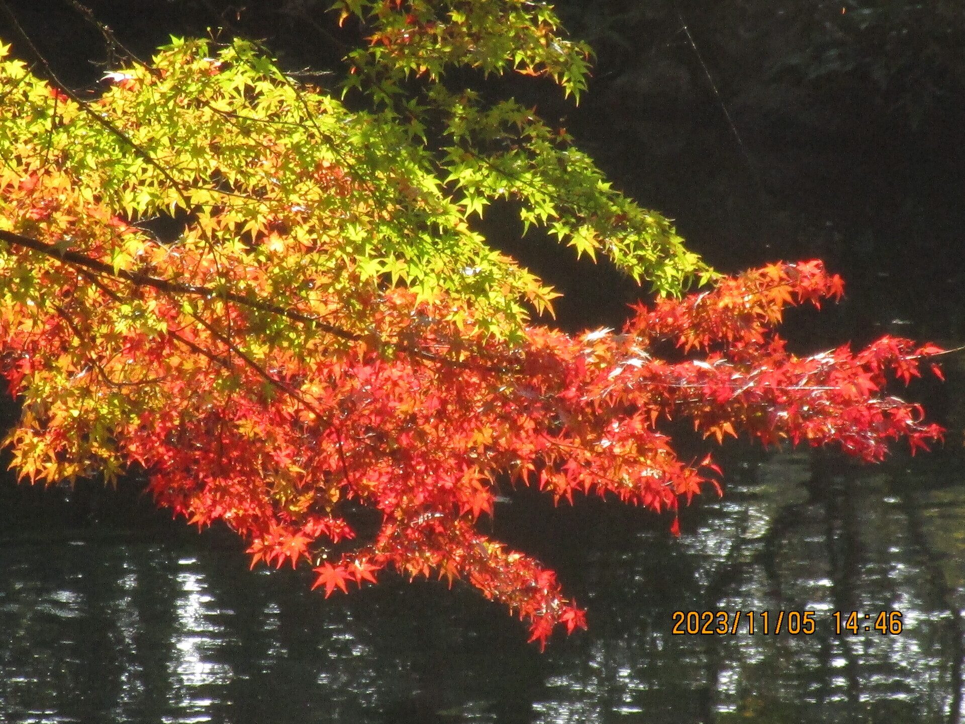 錦秋の はじまり ～ 醍醐寺: めぐりゆく季節 と 2度の 心臓手術体験記